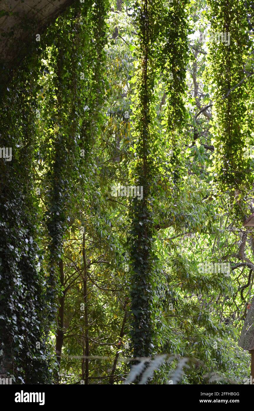 Ivy hanging from a bridge in the Monte municipal gardens, Funchal ...