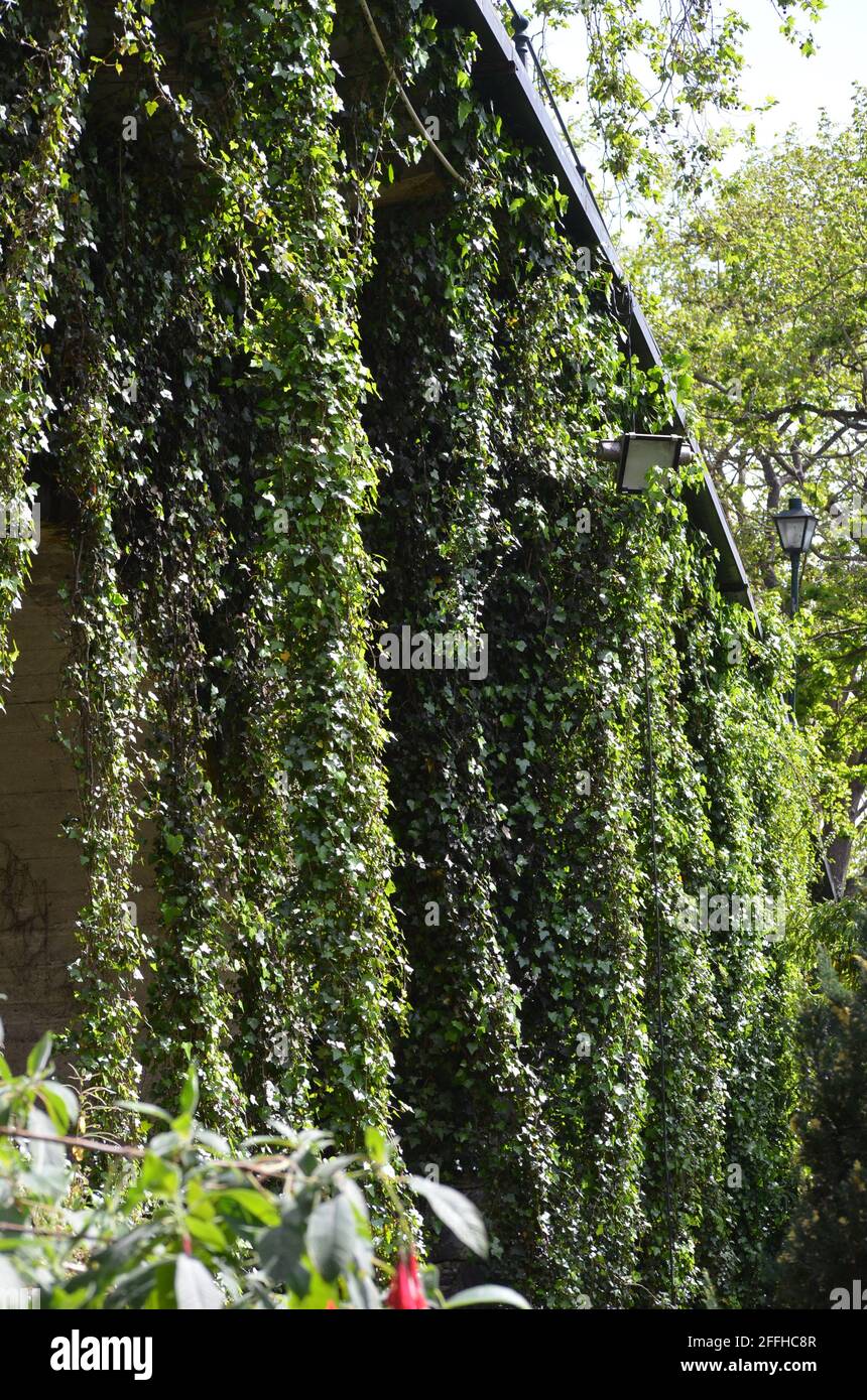 Ivy hanging from a bridge in the Monte municipal gardens, Funchal ...