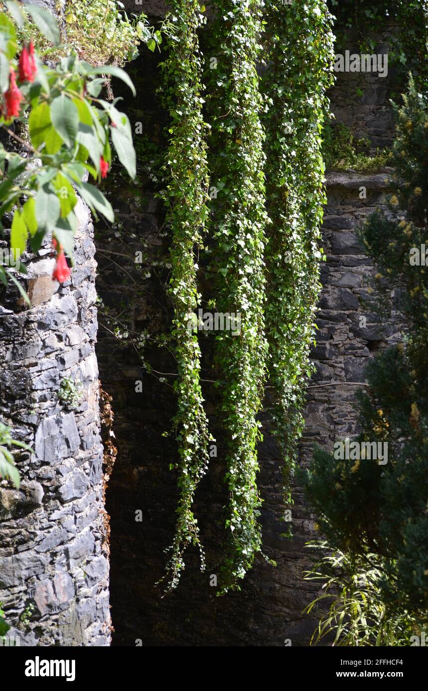 Hedera maderensis hi-res stock photography and images - Alamy