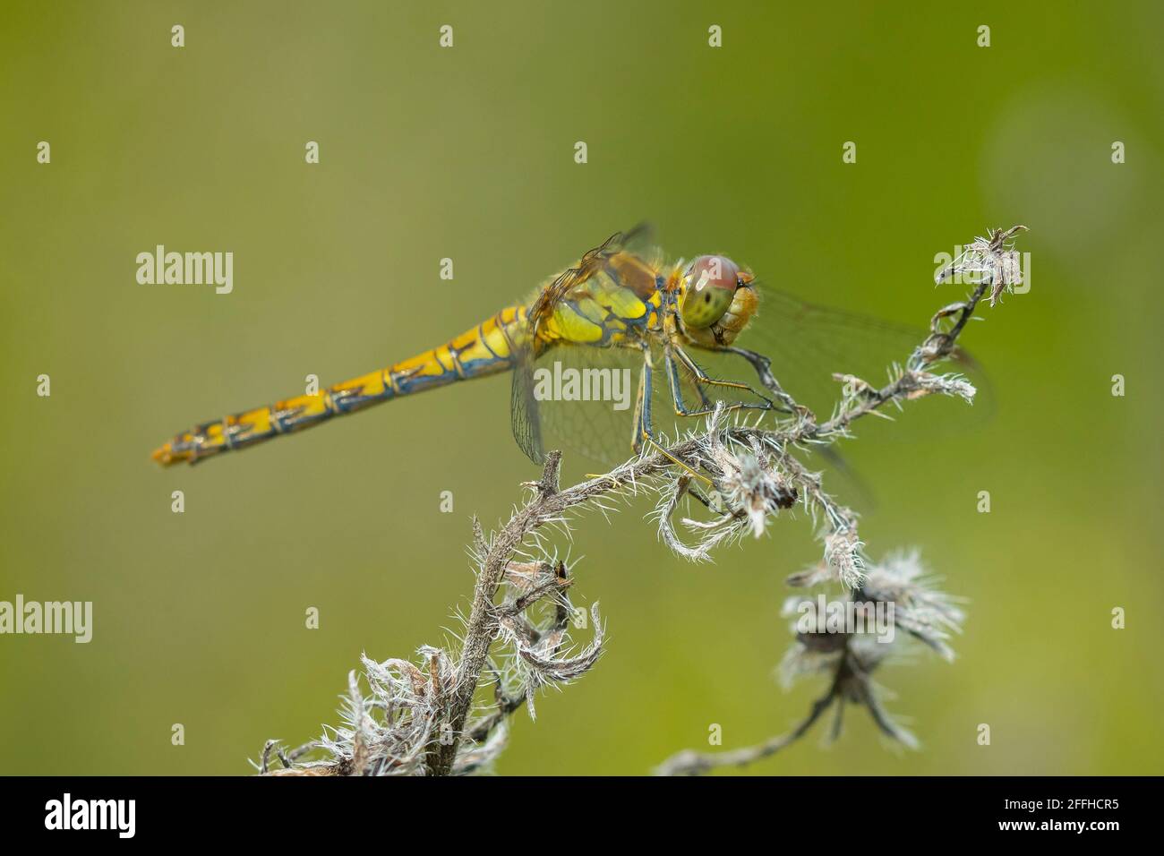 View of a common Darter, Sympetrum striolatum, female with his wings ...