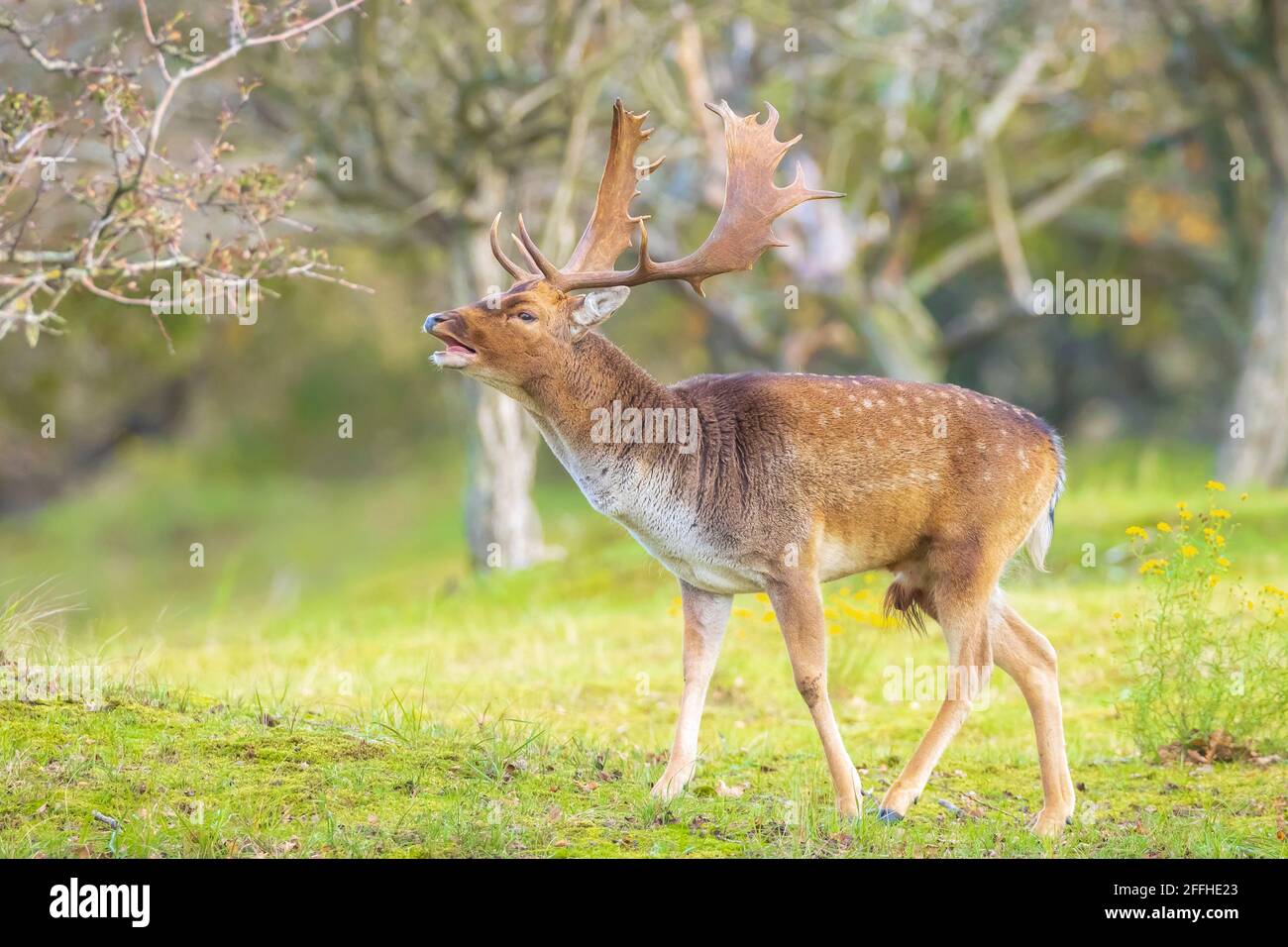Dark background during autumn season hi-res stock photography and ...