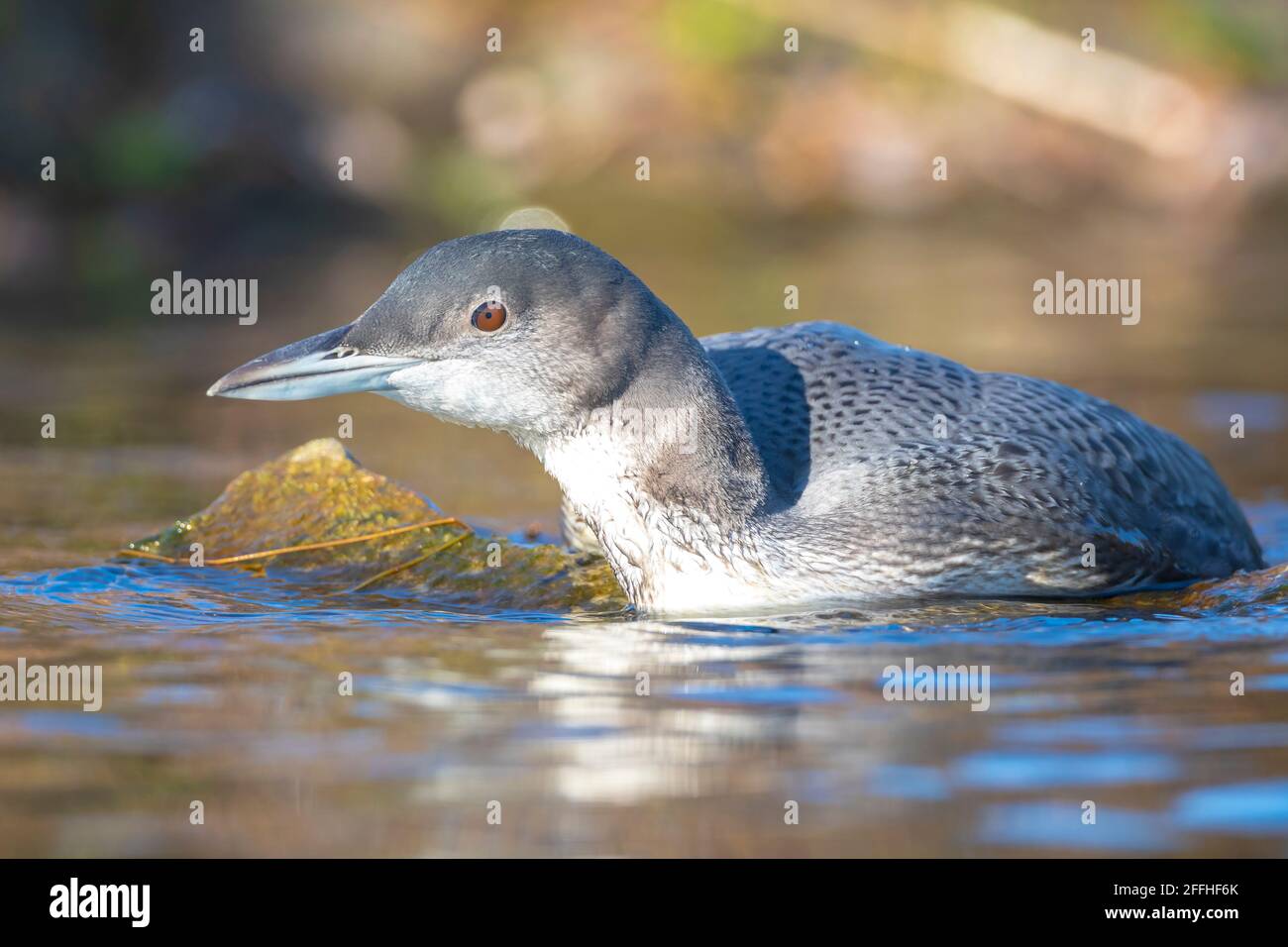 Closeup of a Common loon, Gavia immer, also known as the great northern ...