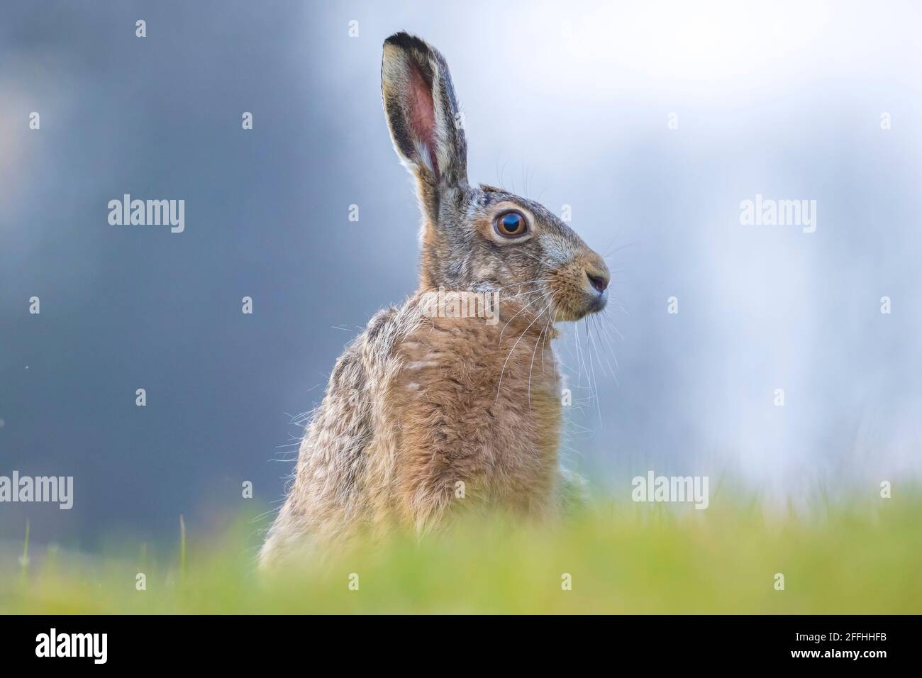 Close up brown hare lepus europaeus hi-res stock photography and images ...