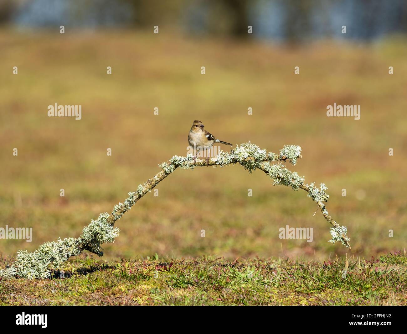 Female Chaffinch Bird Stock Photo - Alamy