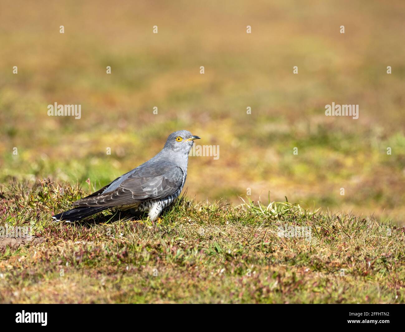 Common cuckoo (Cuculus canorus Stock Photo - Alamy