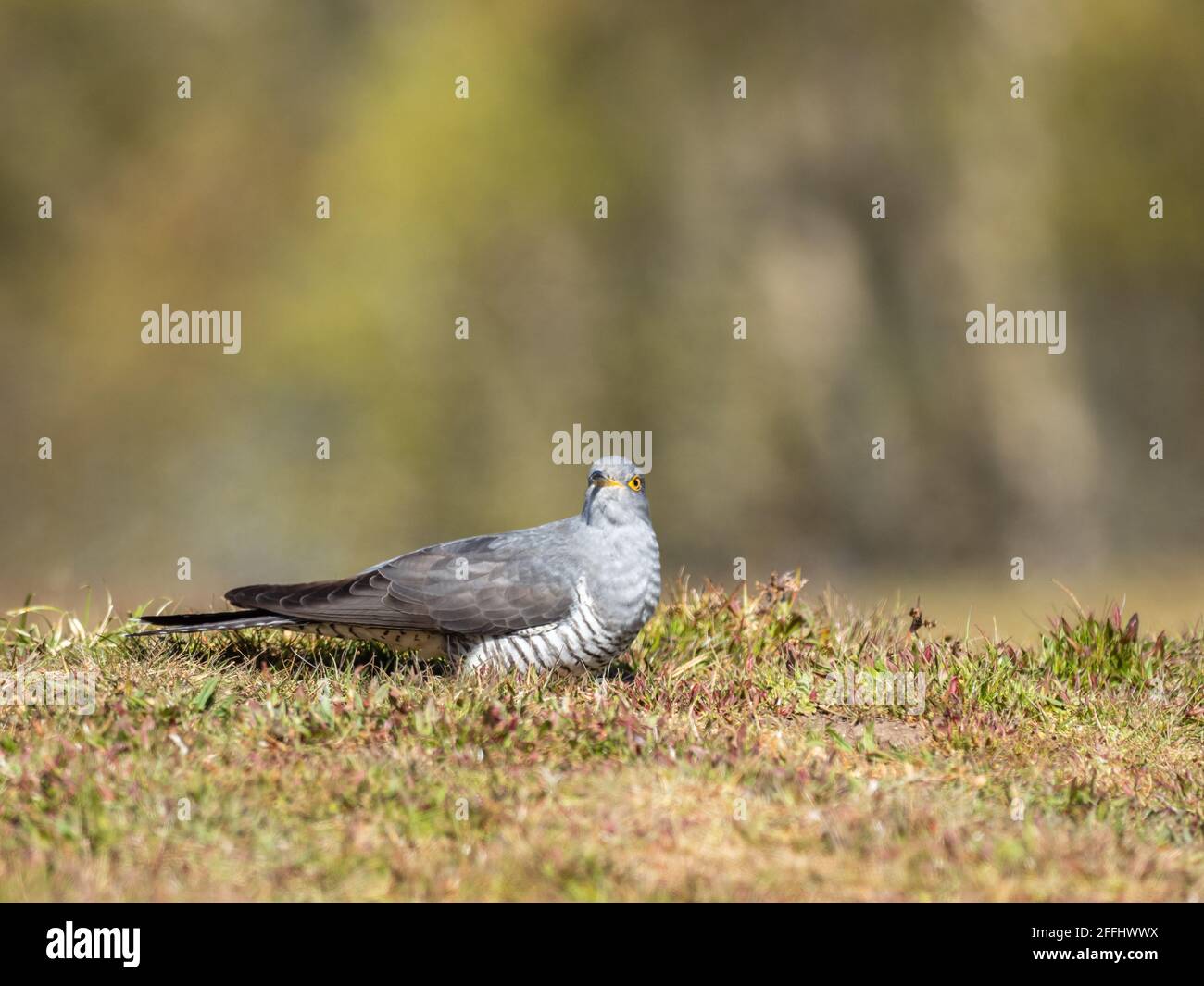 Common cuckoo (Cuculus canorus Stock Photo - Alamy