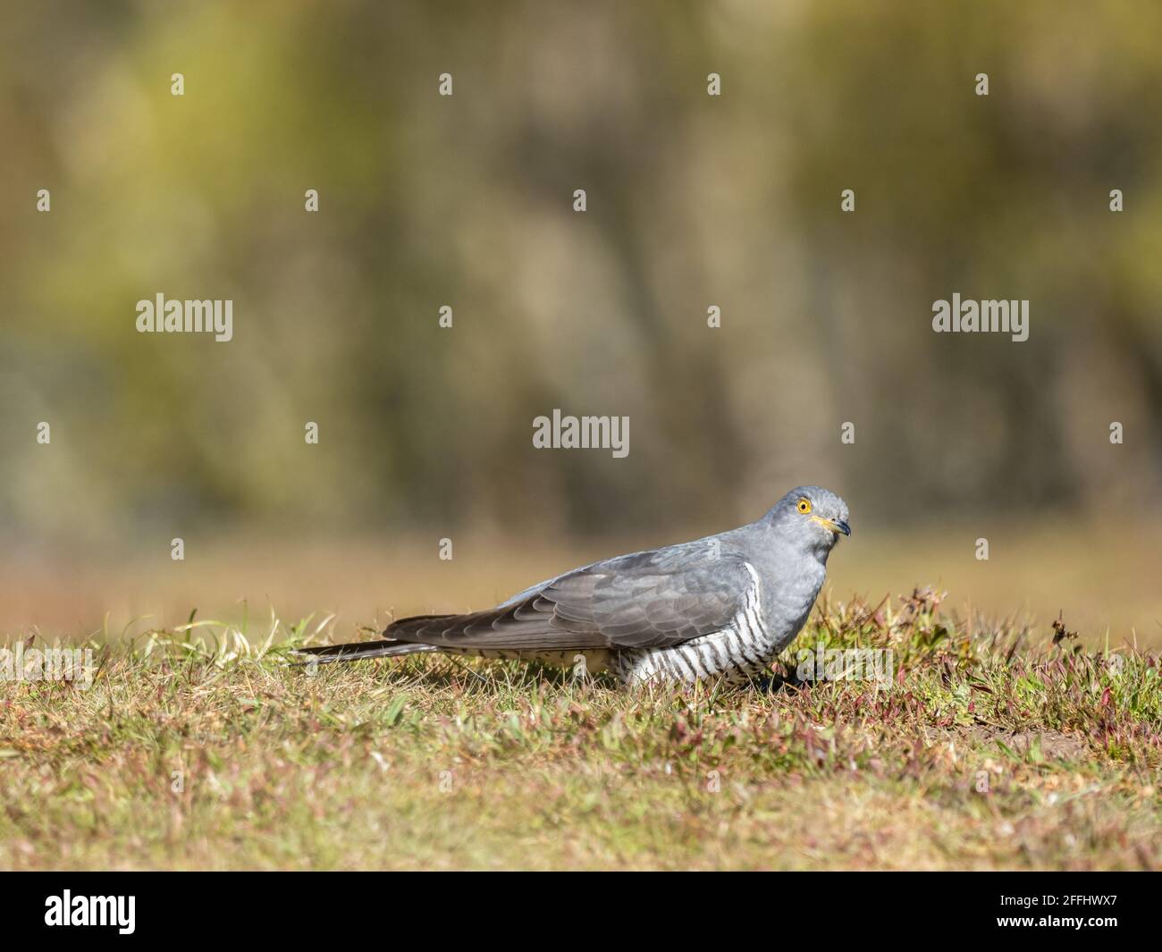 Common cuckoo (Cuculus canorus Stock Photo - Alamy