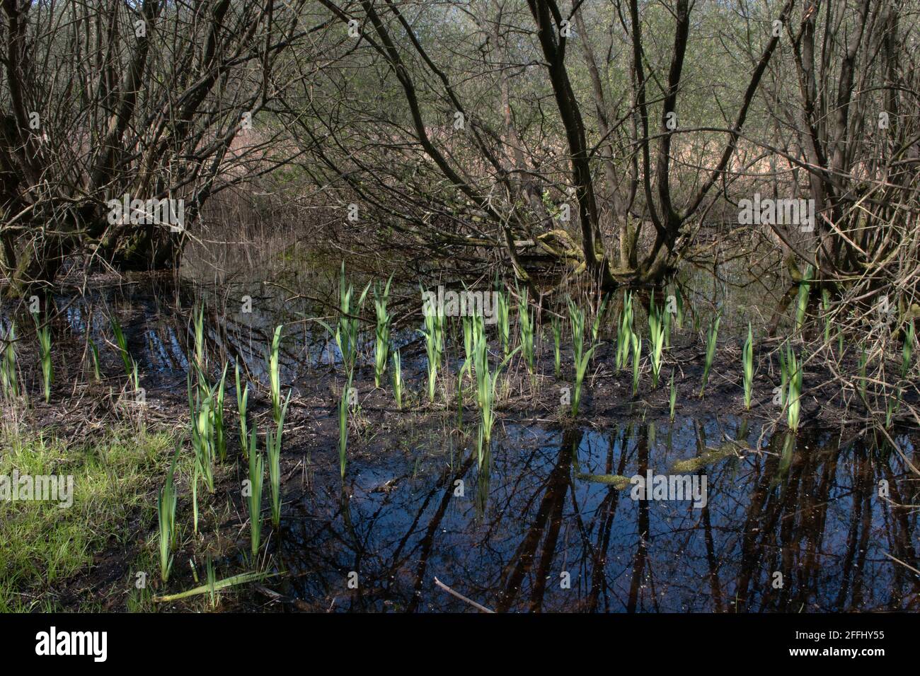 Shapwick Heath Nature Reserve, Somerset, UK Stock Photo - Alamy