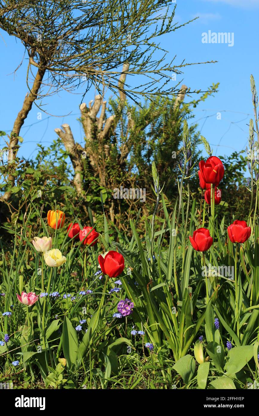 Bright red yellow tulips bloom hi-res stock photography and images - Alamy