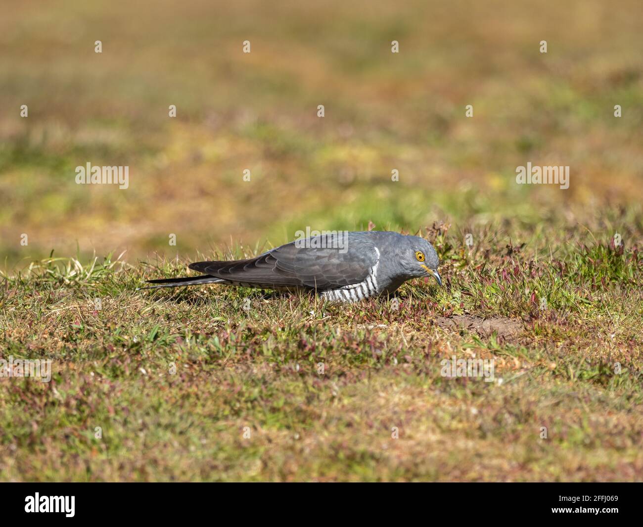 Common cuckoo (Cuculus canorus Stock Photo - Alamy