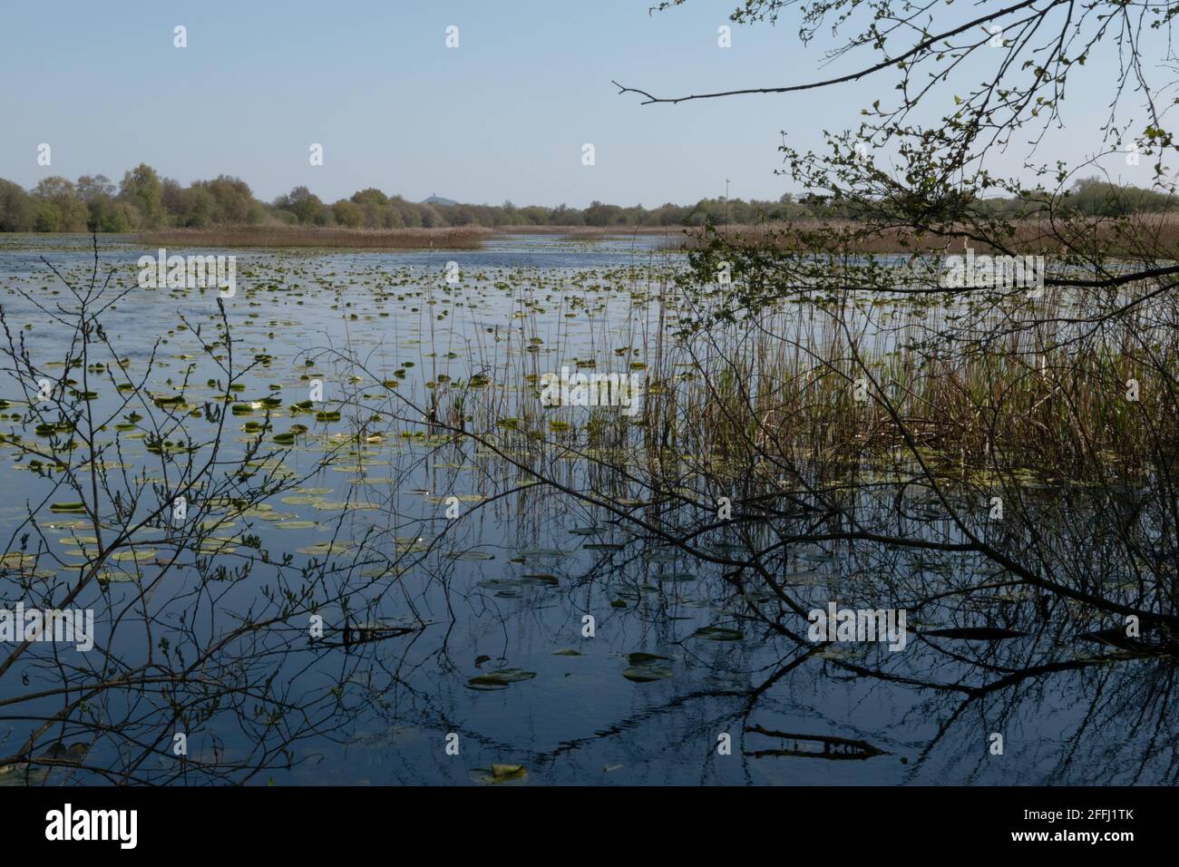 Decoy Pool, Shapwick Heath Nature Reserve, Somerset, UK Stock Photo - Alamy