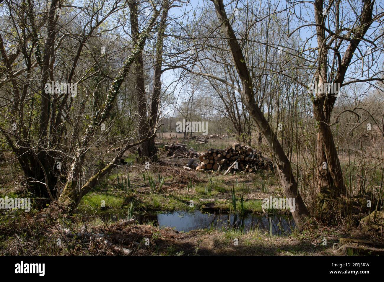 Shapwick national nature reserve, Somerset, UK Stock Photo - Alamy