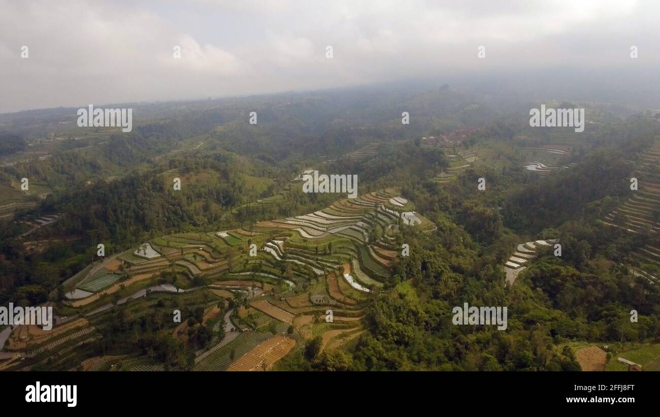agricultural land in mountains rice terraces, fields with crops, trees ...