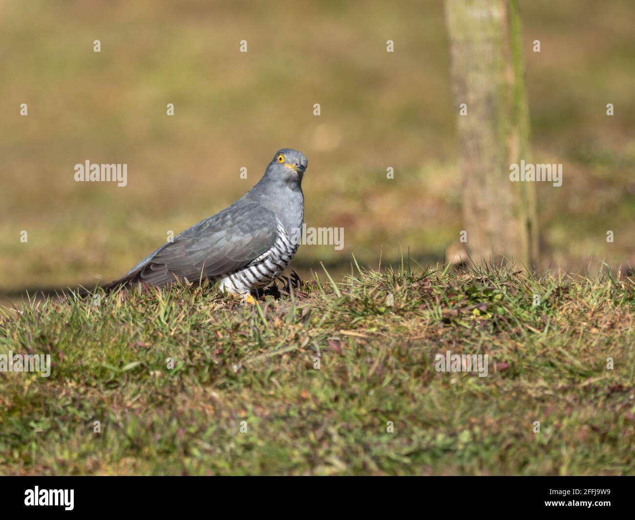 Common cuckoo (Cuculus canorus Stock Photo - Alamy