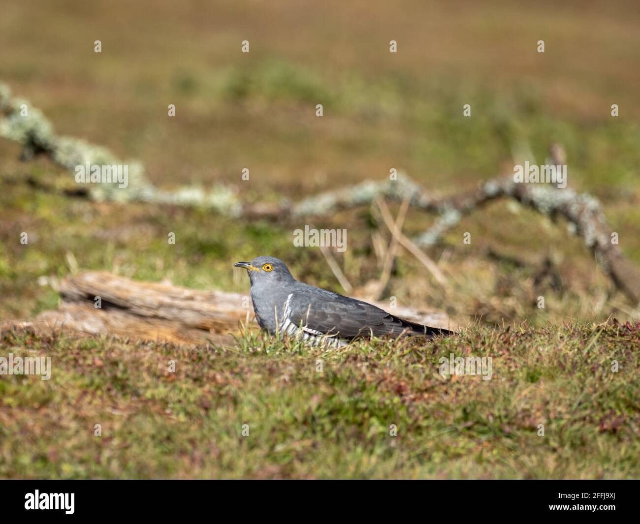 Common cuckoo (Cuculus canorus Stock Photo - Alamy
