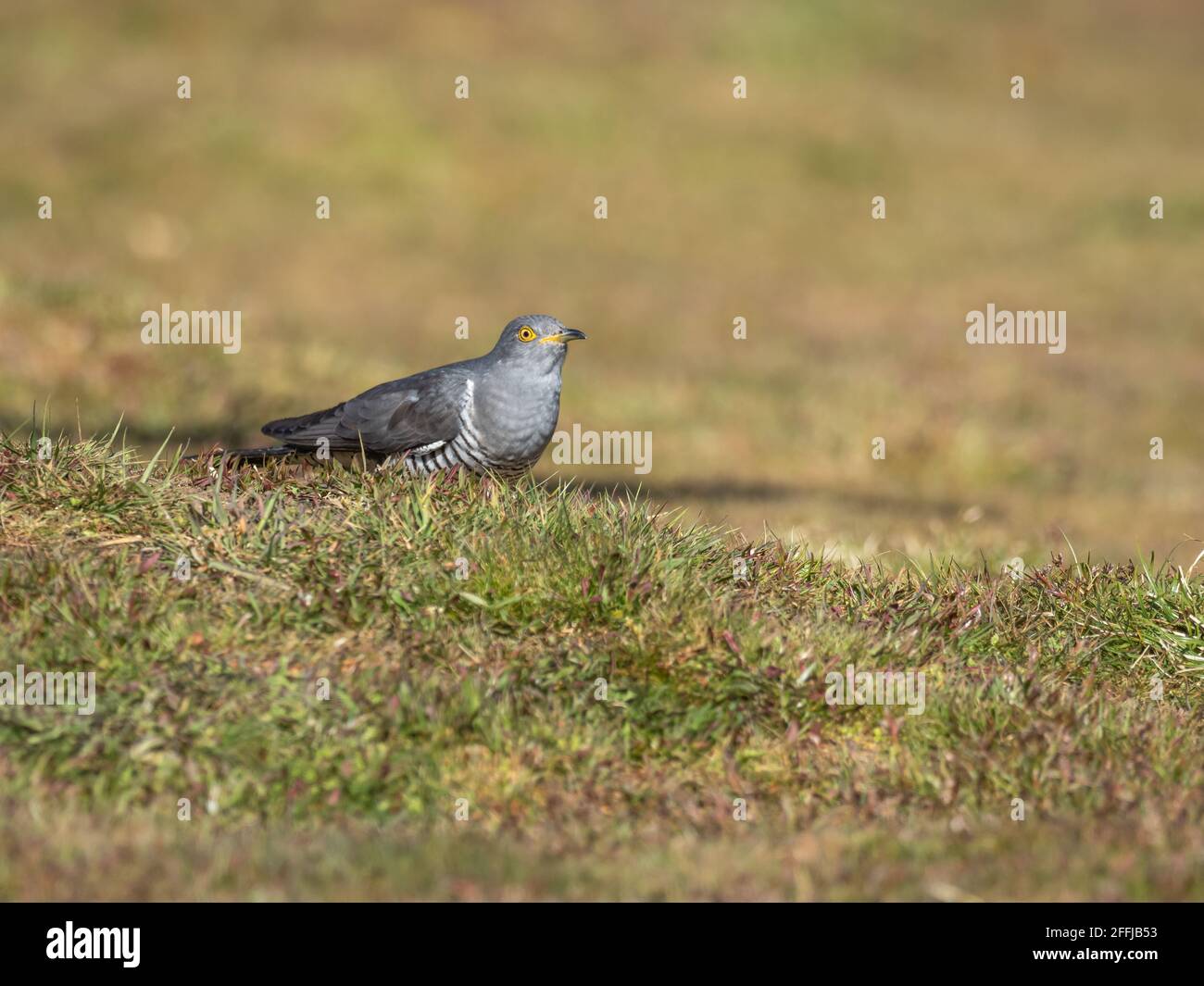 Common cuckoo (Cuculus canorus Stock Photo - Alamy