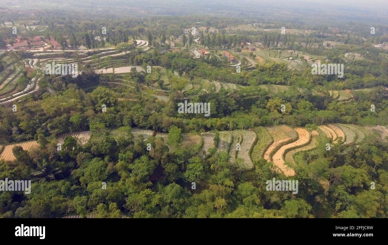 agricultural land in mountains rice terraces, fields with crops, trees ...