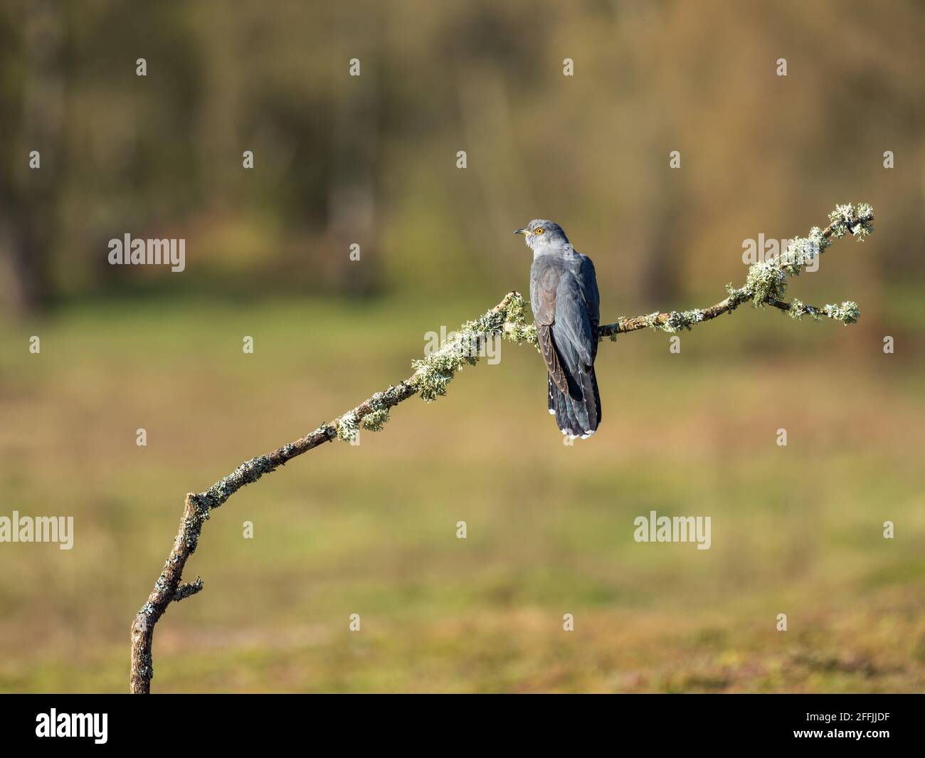 Common cuckoo (Cuculus canorus Stock Photo - Alamy