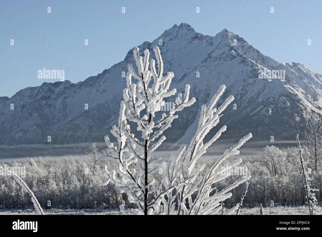 Frozen branches - Alaska Stock Photo - Alamy