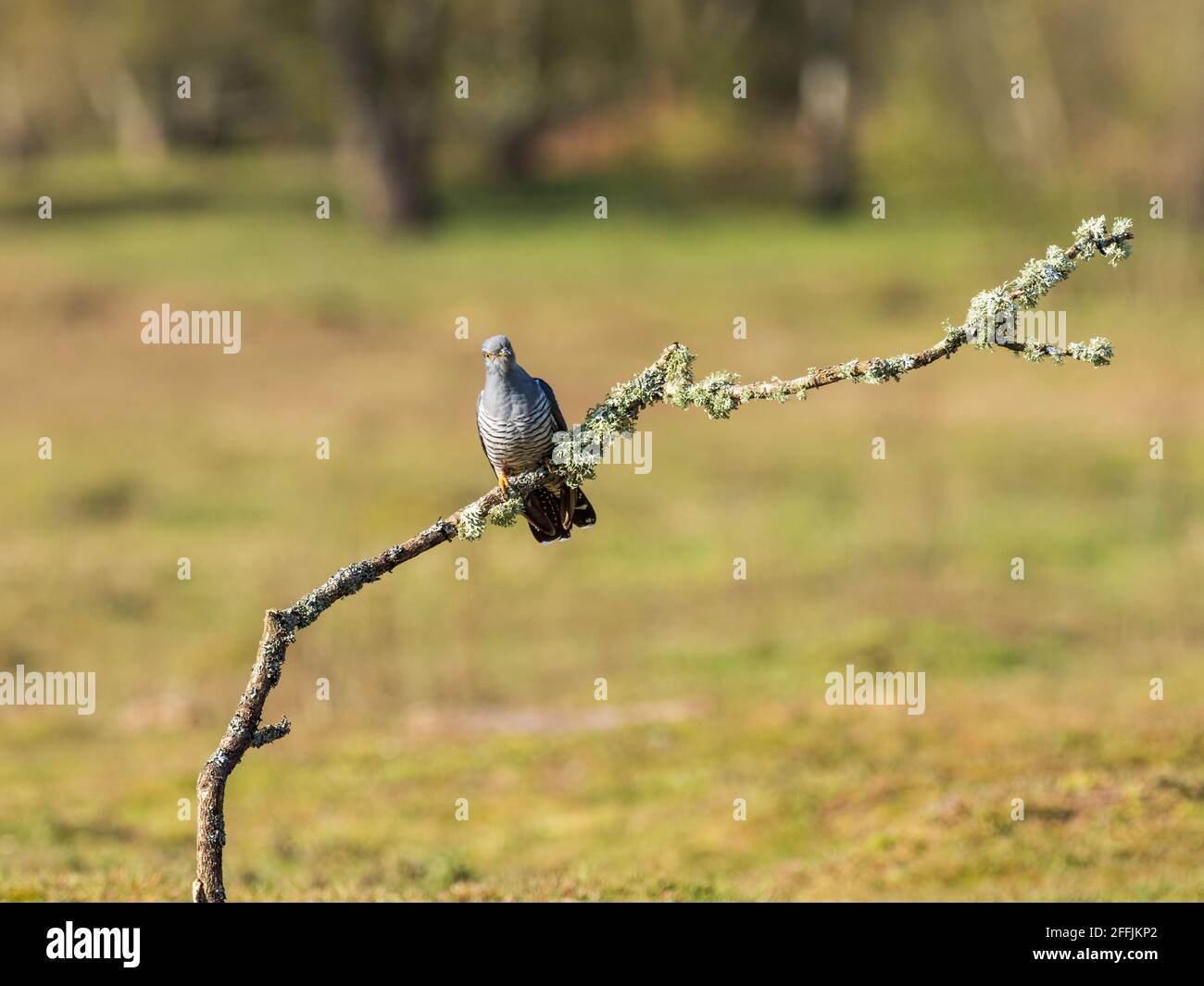 Common cuckoo (Cuculus canorus Stock Photo - Alamy