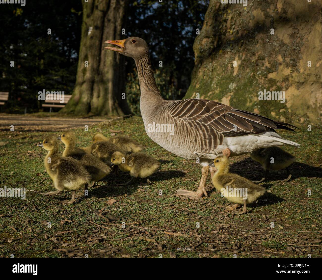 Closeup of the mother goose walking on the ground with its adorable ...