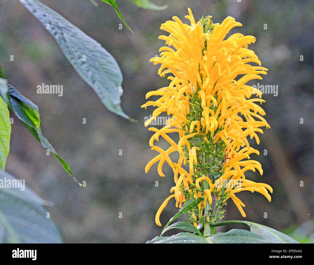 Yellow plume flower Stock Photo - Alamy