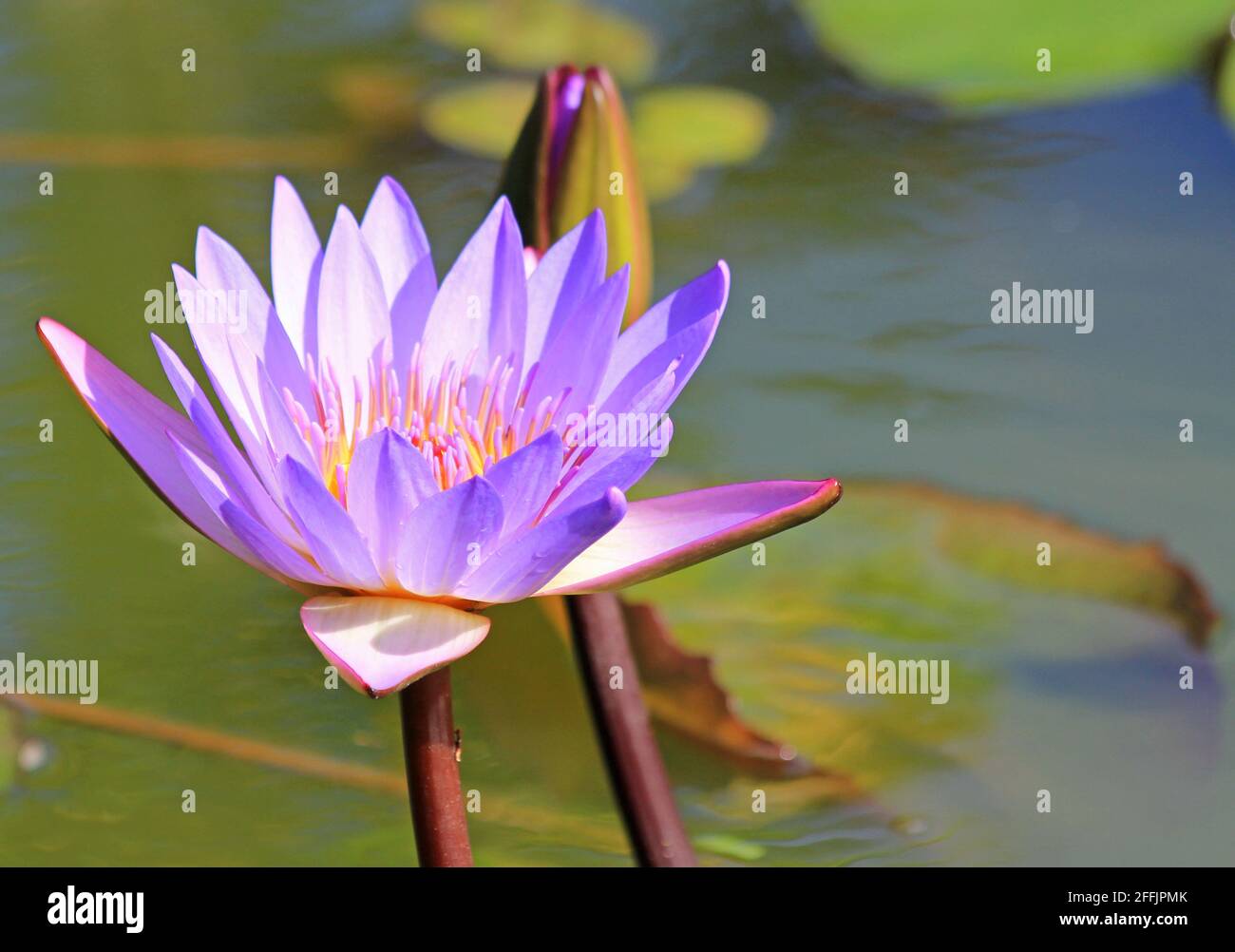Lilac water lily hi-res stock photography and images - Alamy