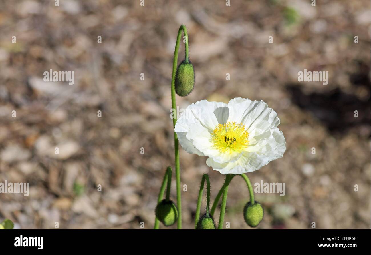 White poppy hi-res stock photography and images - Alamy