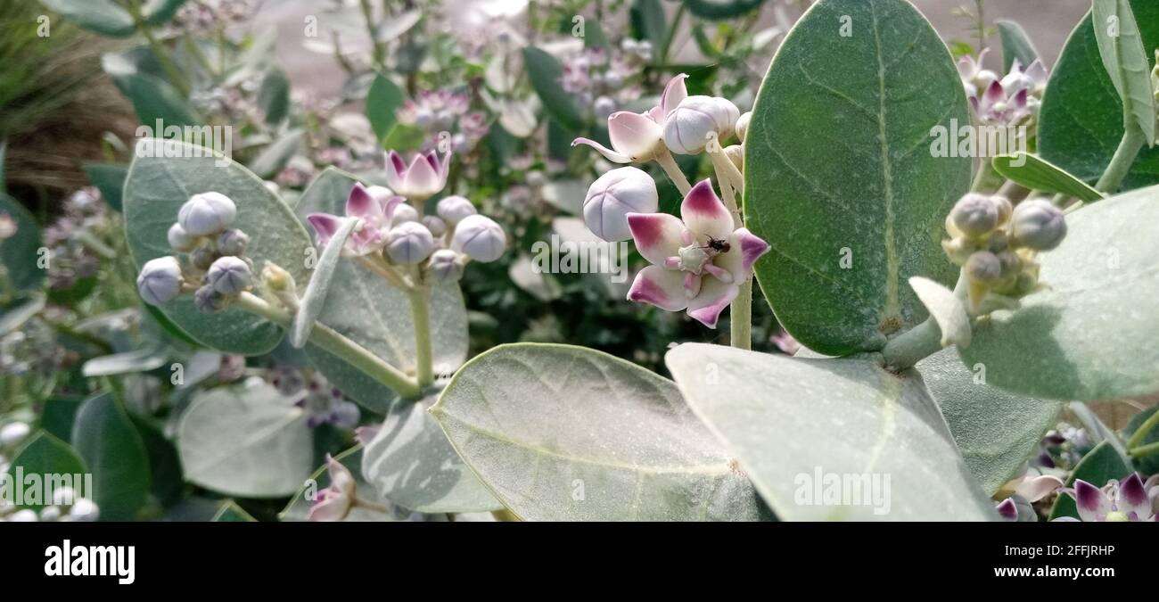 Sodom apple or Calotropis procera plant with blooming flowers Stock ...