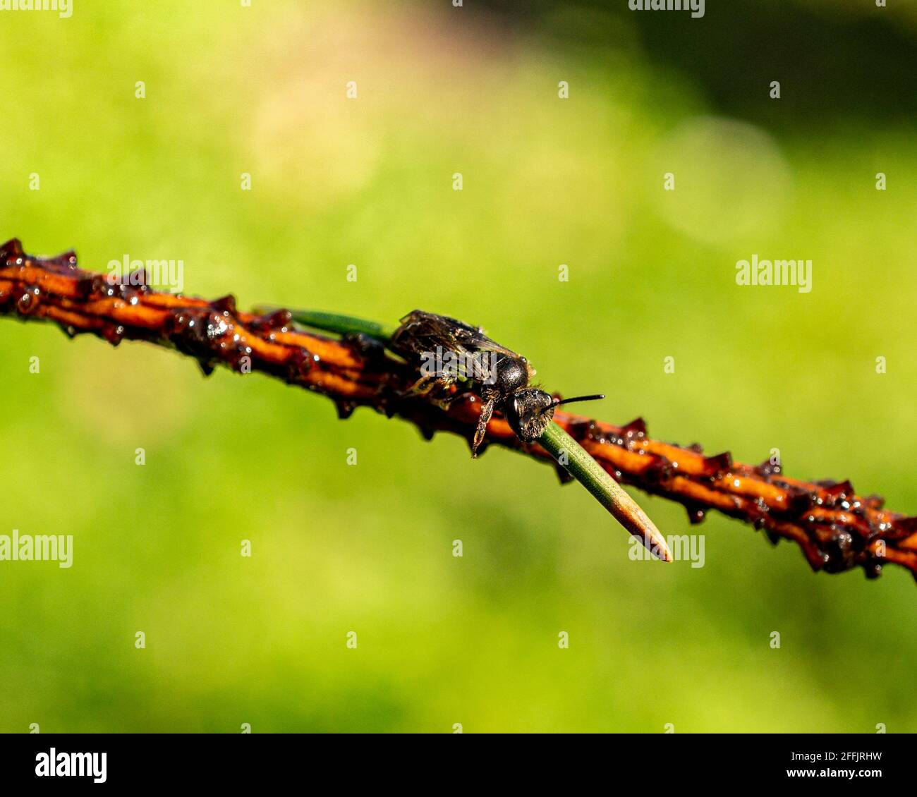 Closeup of a bee on the tree branch against the blurry green background ...