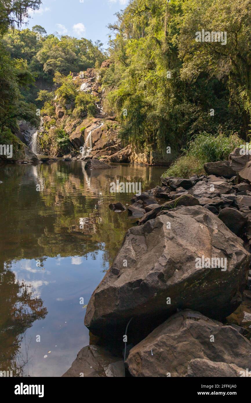 Sul tree trees plant plants hi-res stock photography and images - Alamy