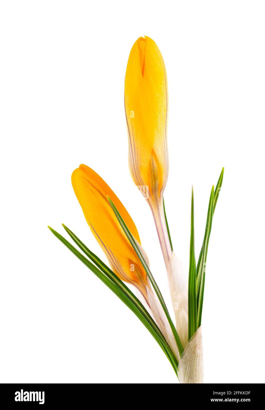 Yellow crocus flower isolated on white background. Beautiful spring ...