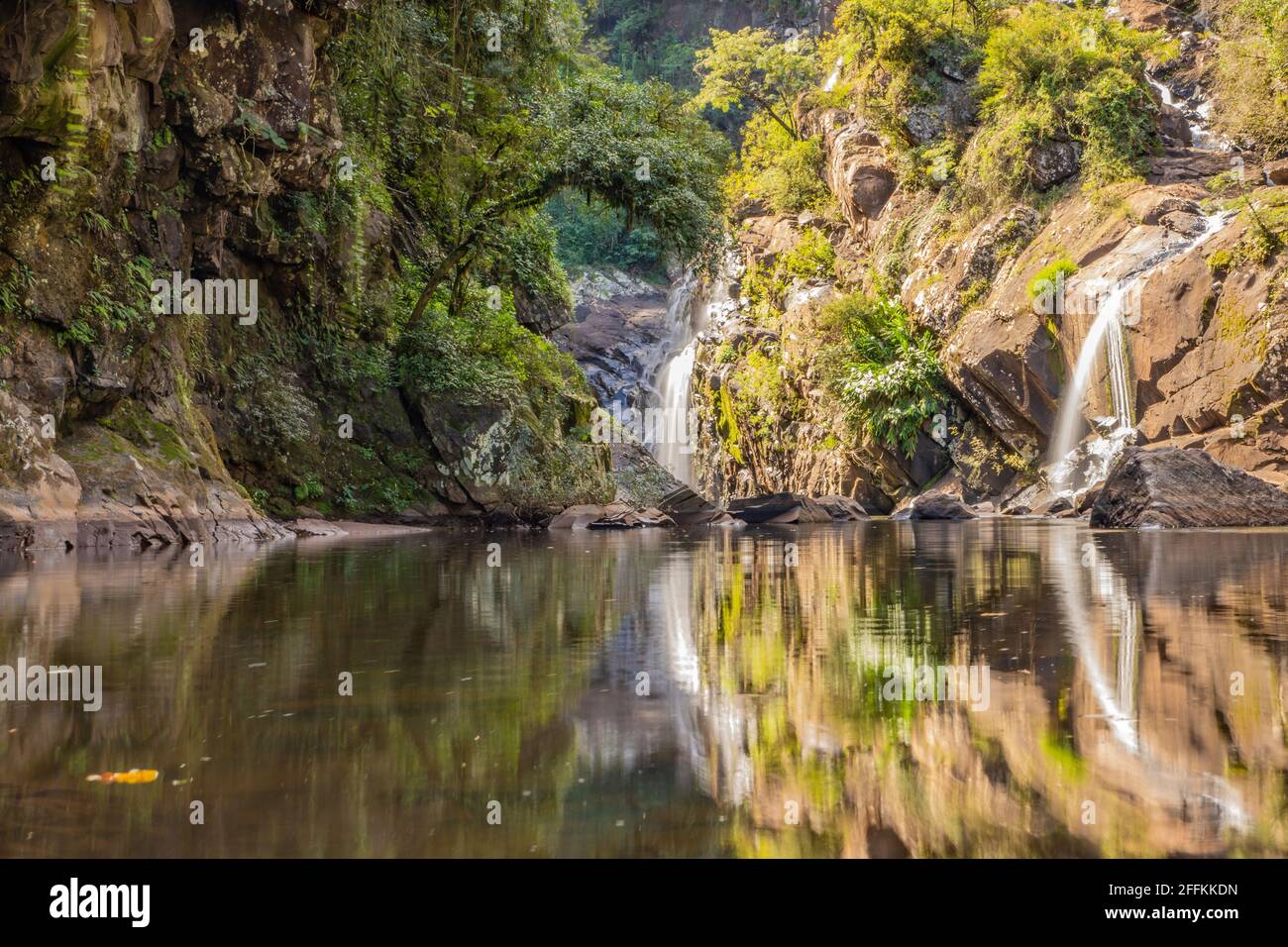 Sul tree trees plant plants hi-res stock photography and images - Alamy