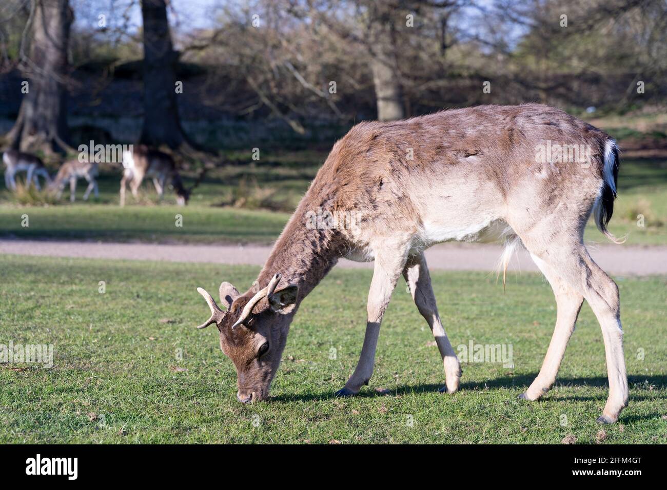 Kent knole spring hi-res stock photography and images - Alamy