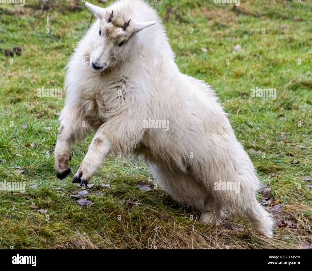 Baby goat jumping hi-res stock photography and images - Alamy