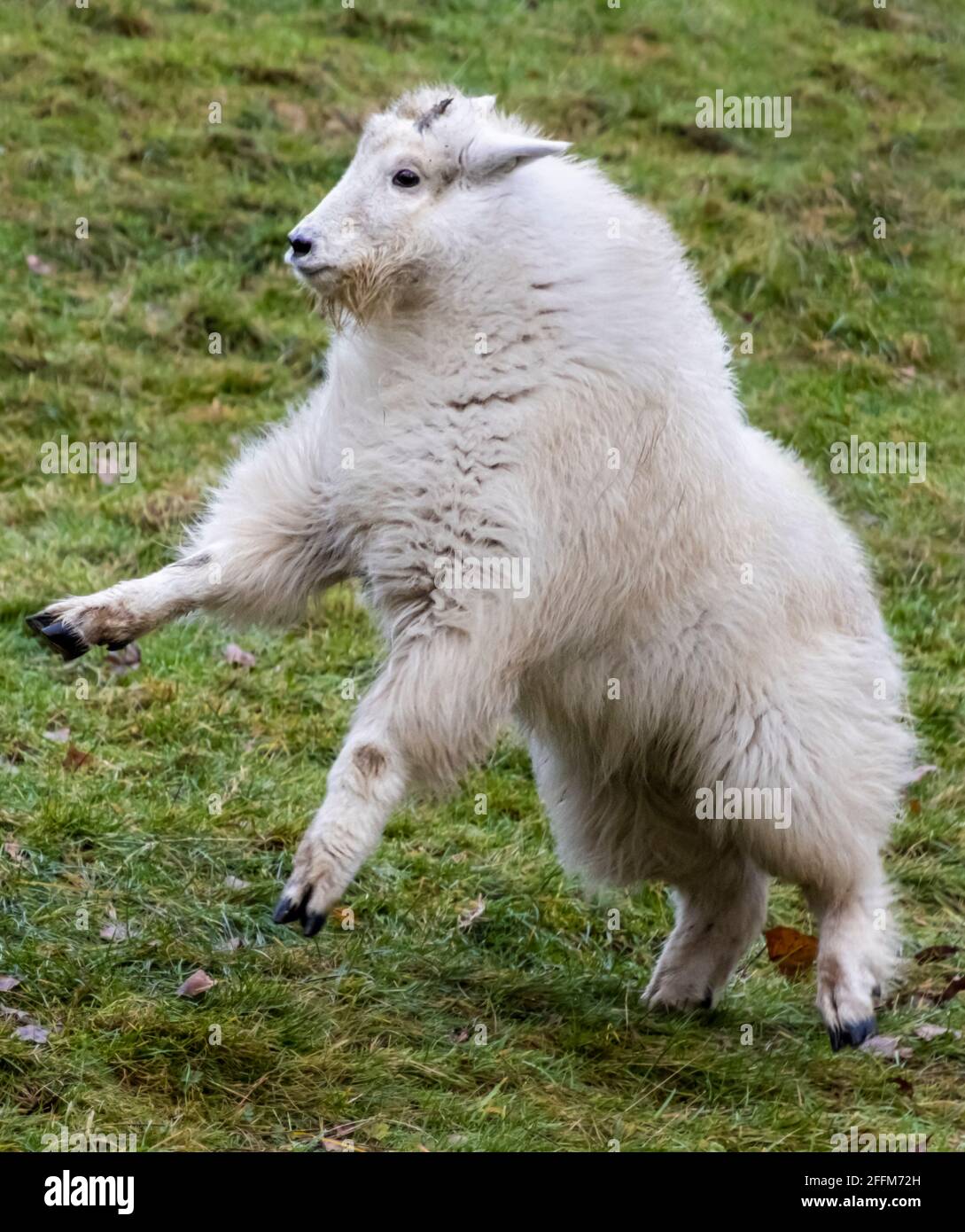 Baby goat jumping hi-res stock photography and images - Alamy