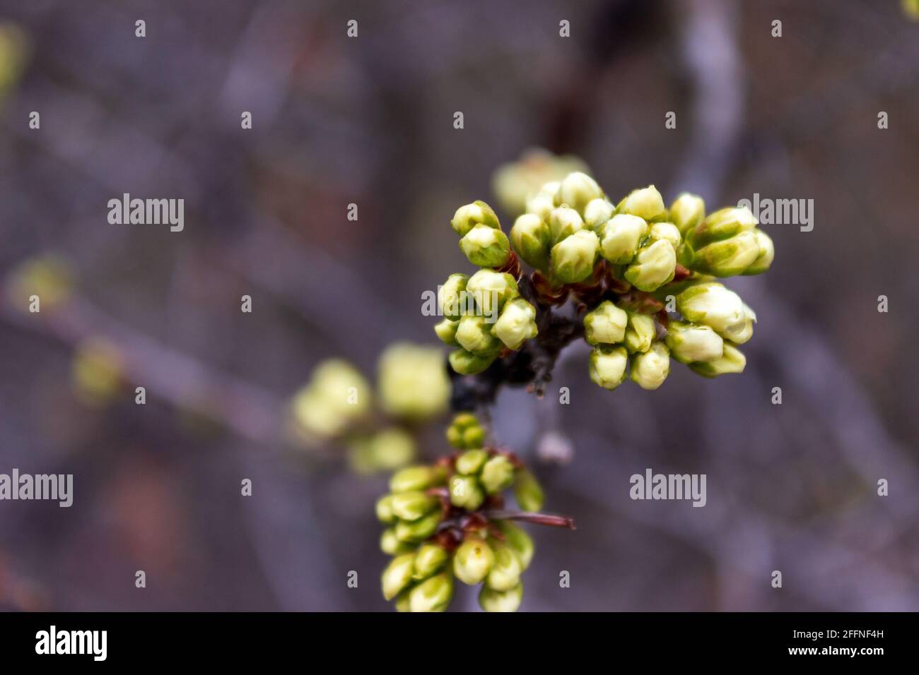 When the promised flower blooms hi-res stock photography and images - Alamy