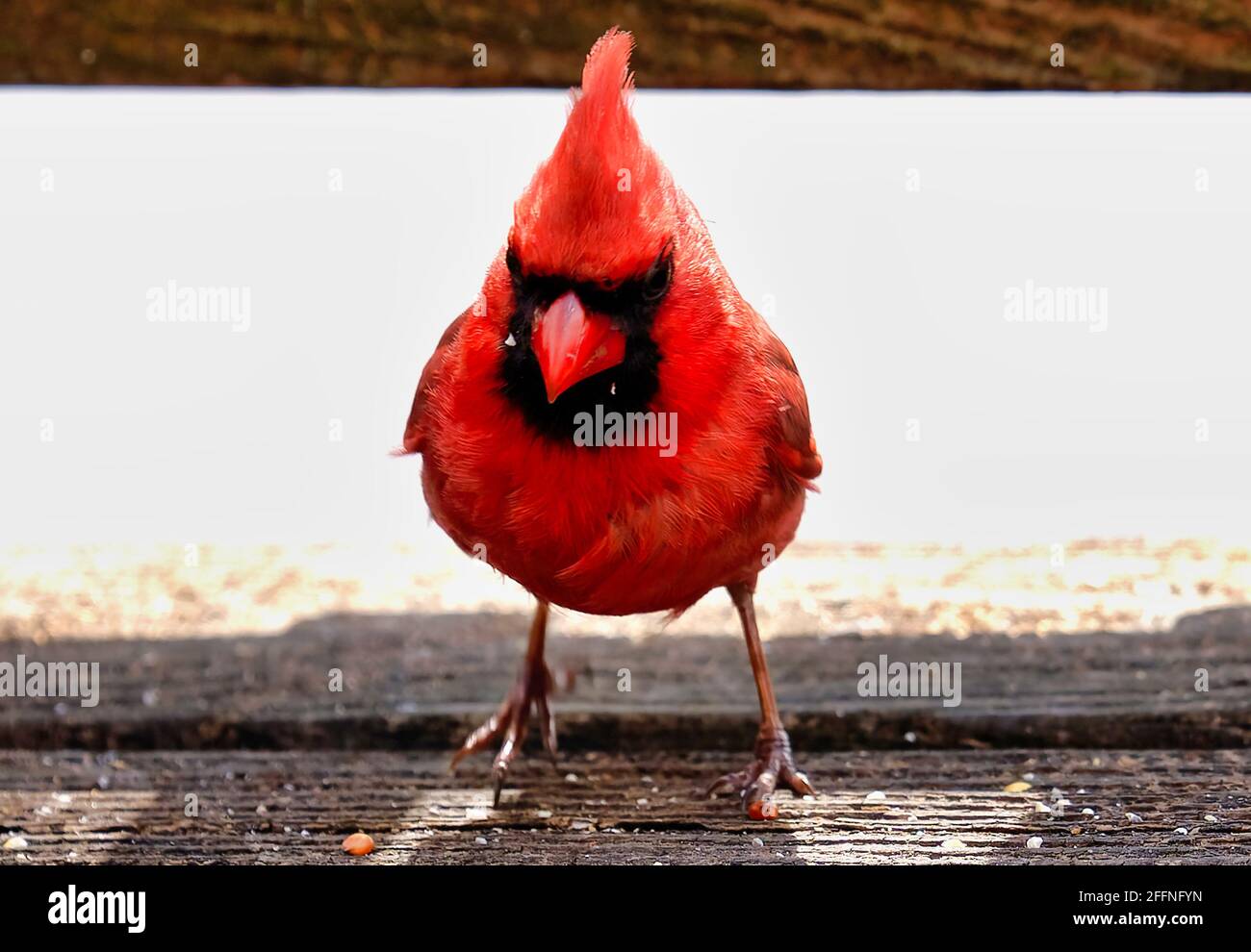 Male Northern Cardinal arrives on the backyard deck Stock Photo - Alamy