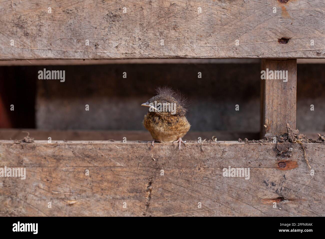 Robin fledgling nest hi-res stock photography and images - Alamy
