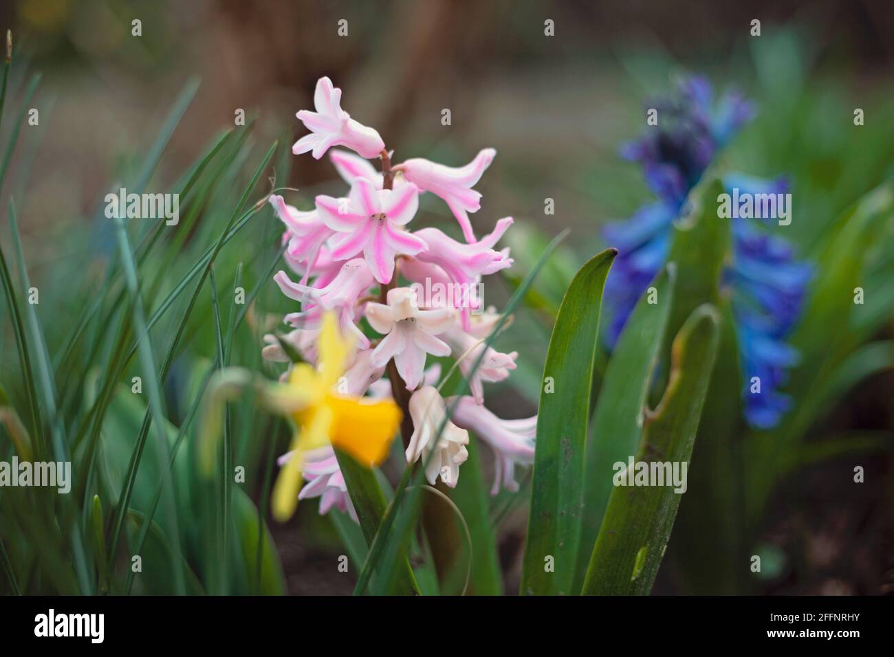 Hyacinth flowers emerging in Spring Stock Photo - Alamy