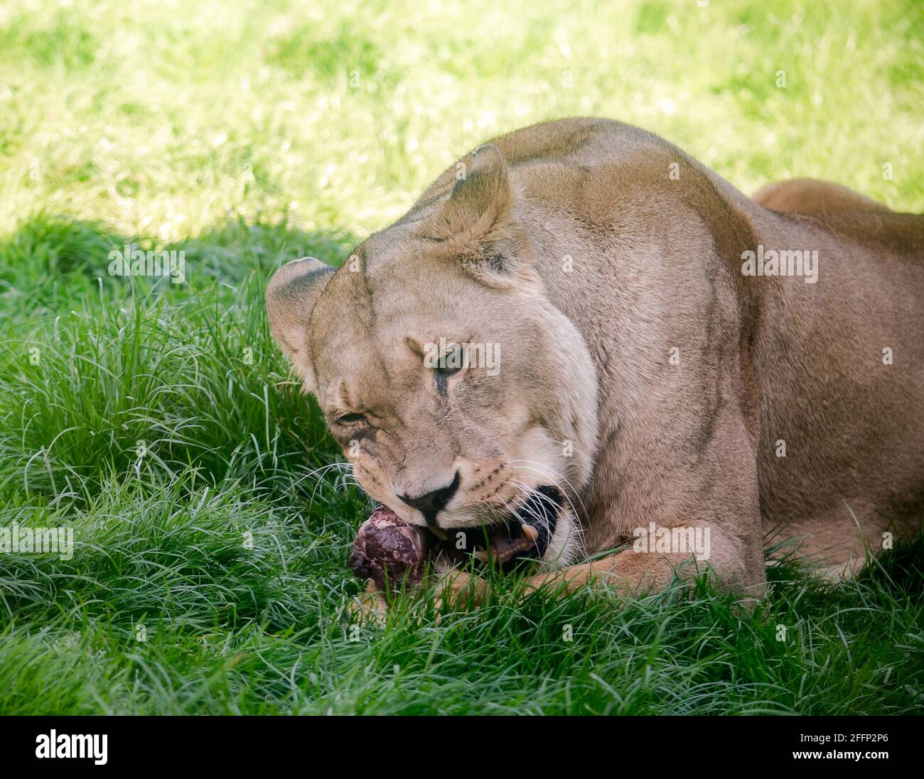 Lioness biting into a piece of meat Stock Photo - Alamy