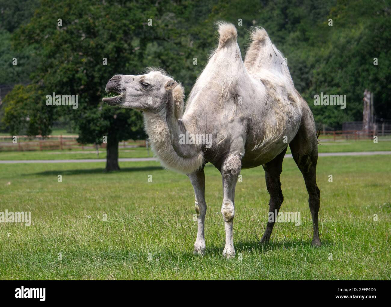 White bactrian camel standing on the grass outdoors Stock Photo - Alamy