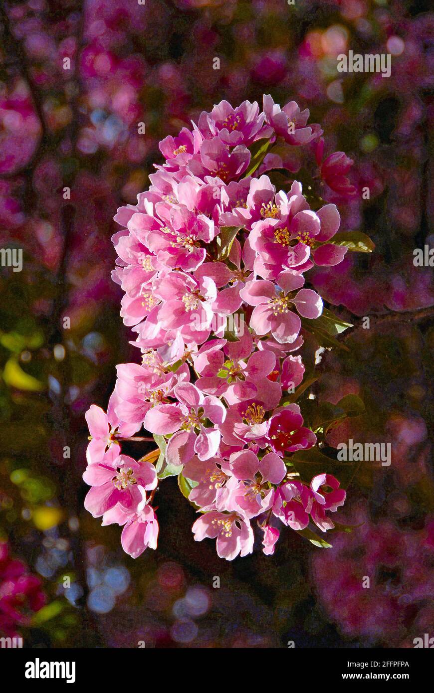 Pink blossoms on a pink flowering tree in Thunder Bay, Ontario, Canada ...