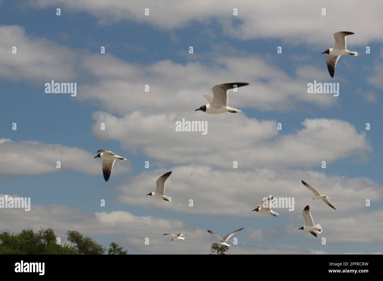 Gulls in flight at the beach Stock Photo - Alamy