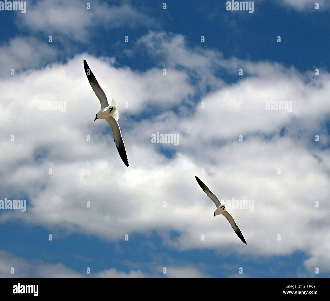 Gulls in flight at the beach Stock Photo - Alamy