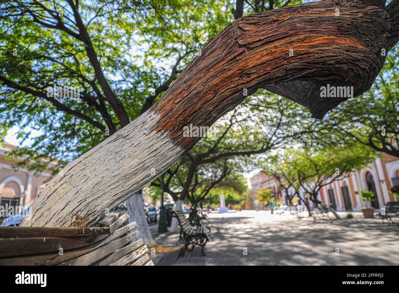 The twisted trunk of a mesquite tree has deformed a wooden public band ...