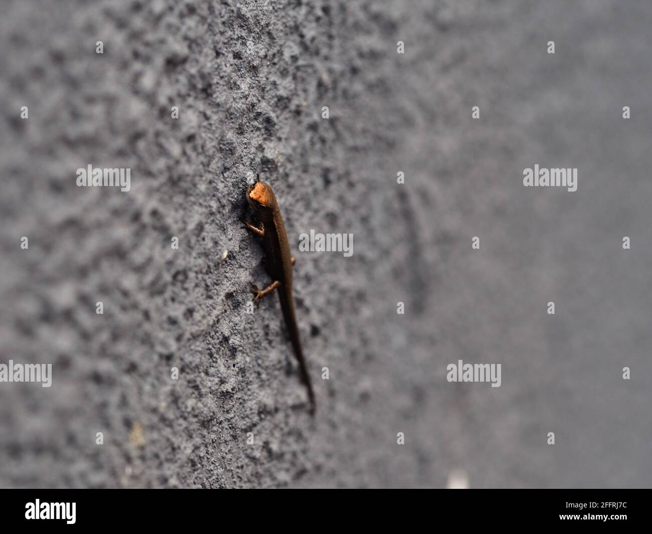 Penny lizards hi-res stock photography and images - Alamy