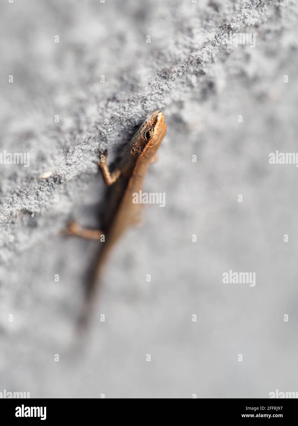Penny lizards hi-res stock photography and images - Alamy
