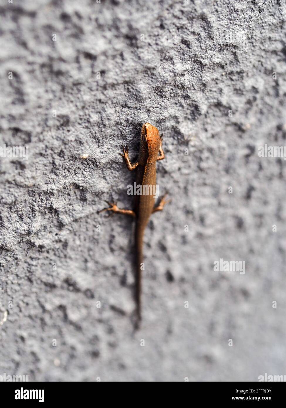 Penny lizards hi-res stock photography and images - Alamy