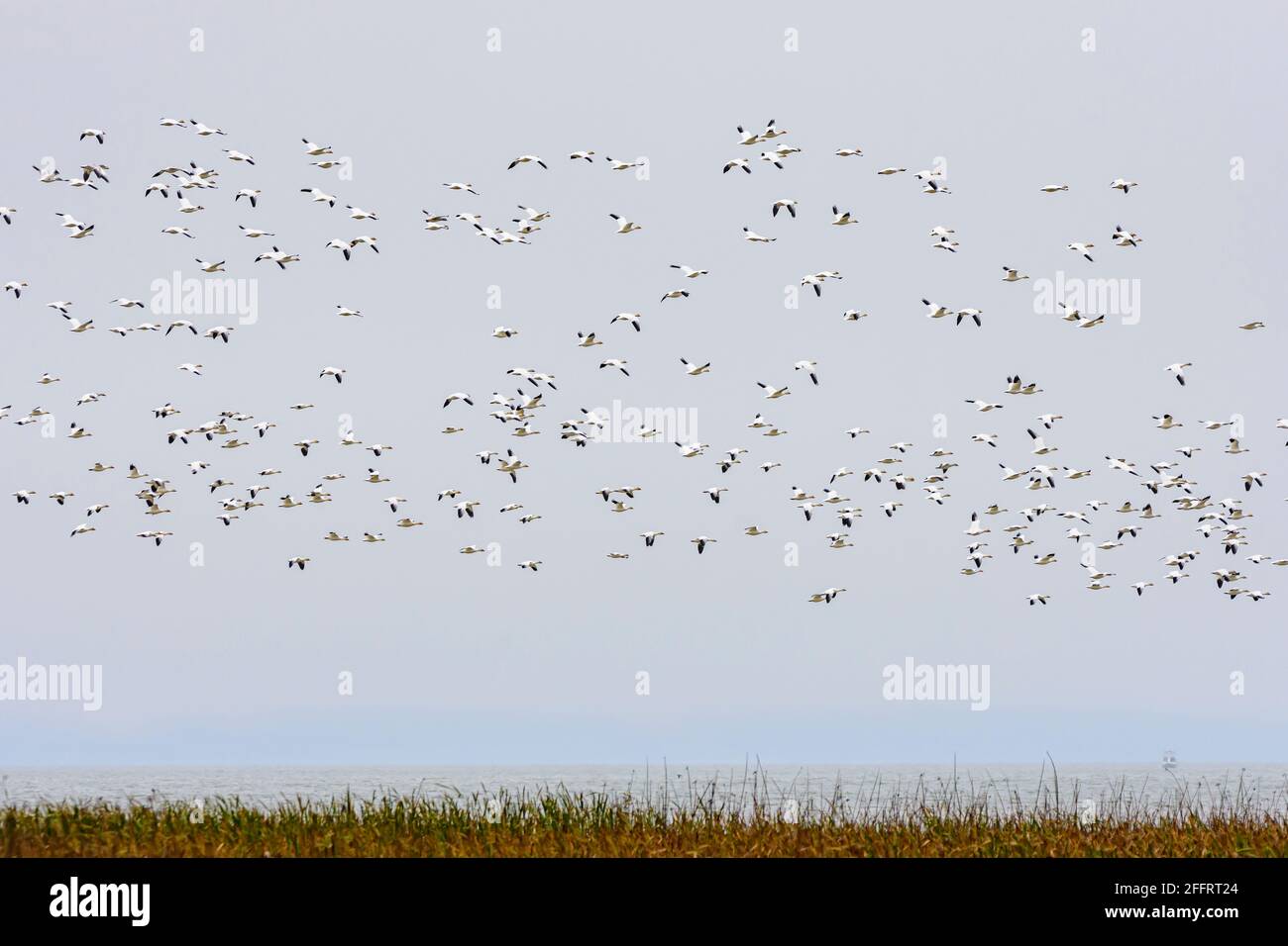 Snow geese, Anser caerulescens, George C. Reifel Migratory Bird ...